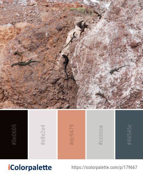 Color Palette Ideas from Fauna Rock Lizard Image | iColorpalette