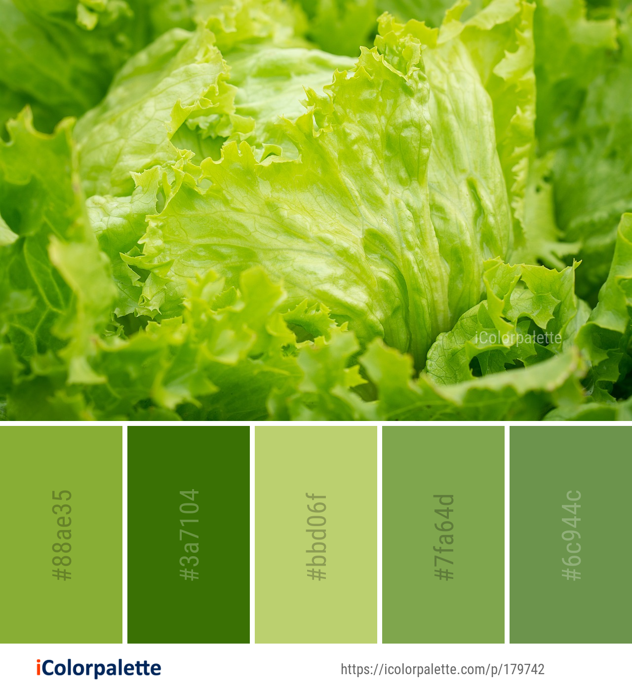 Color Palette Ideas from Leaf Vegetable Lettuce Image | iColorpalette