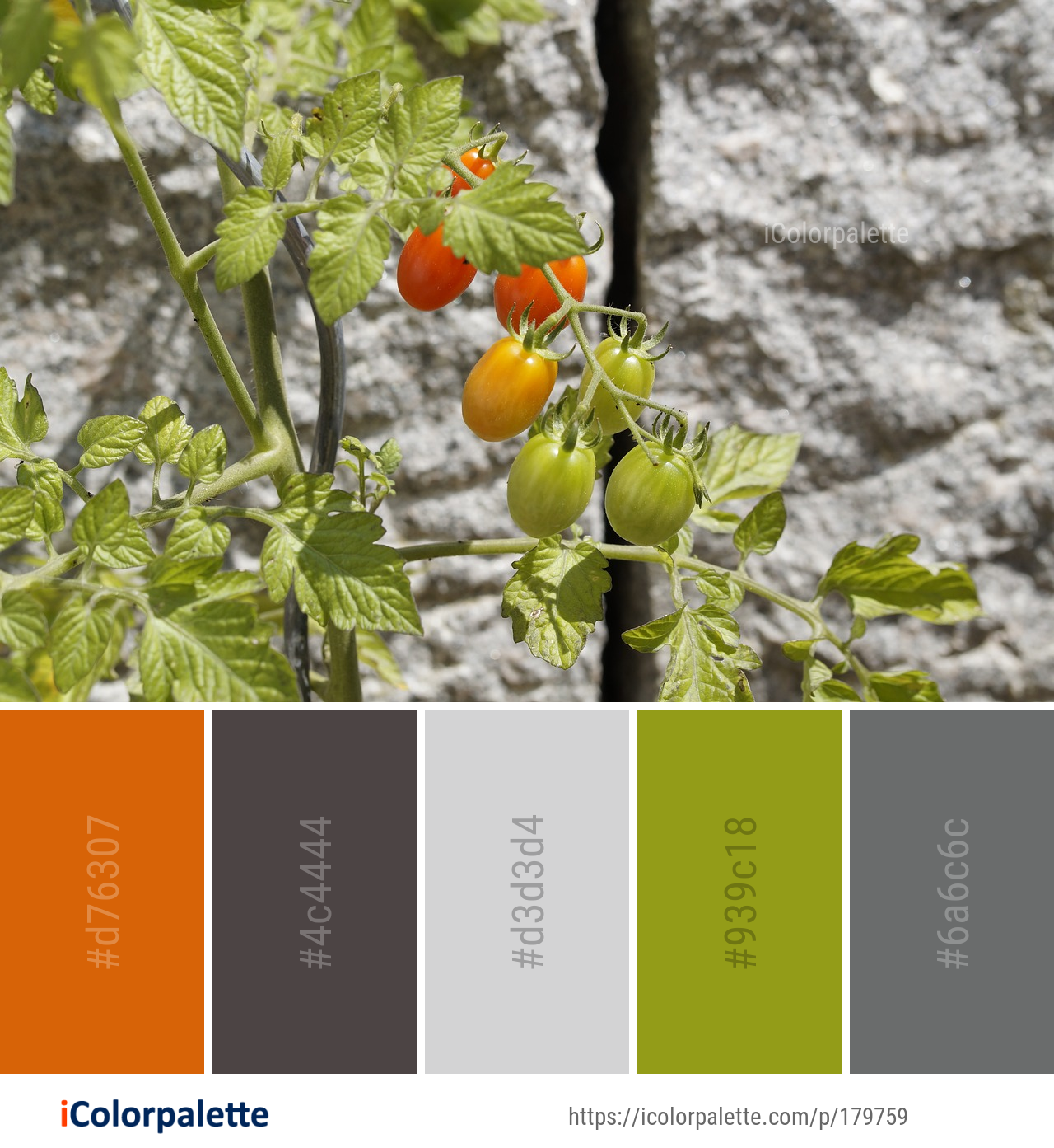 Color Palette Ideas from Plant Fruit Tomato Image | iColorpalette