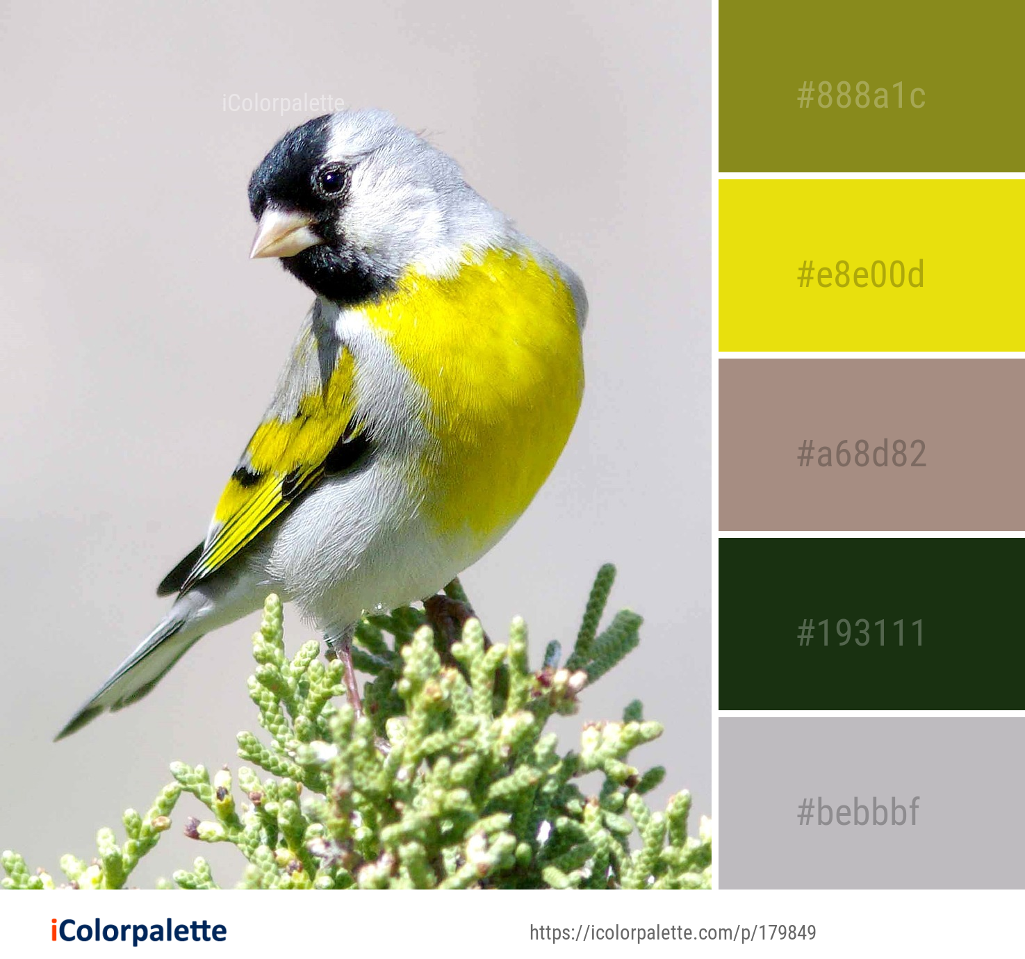 Color Palette Ideas from Bird Finch Fauna Image | iColorpalette