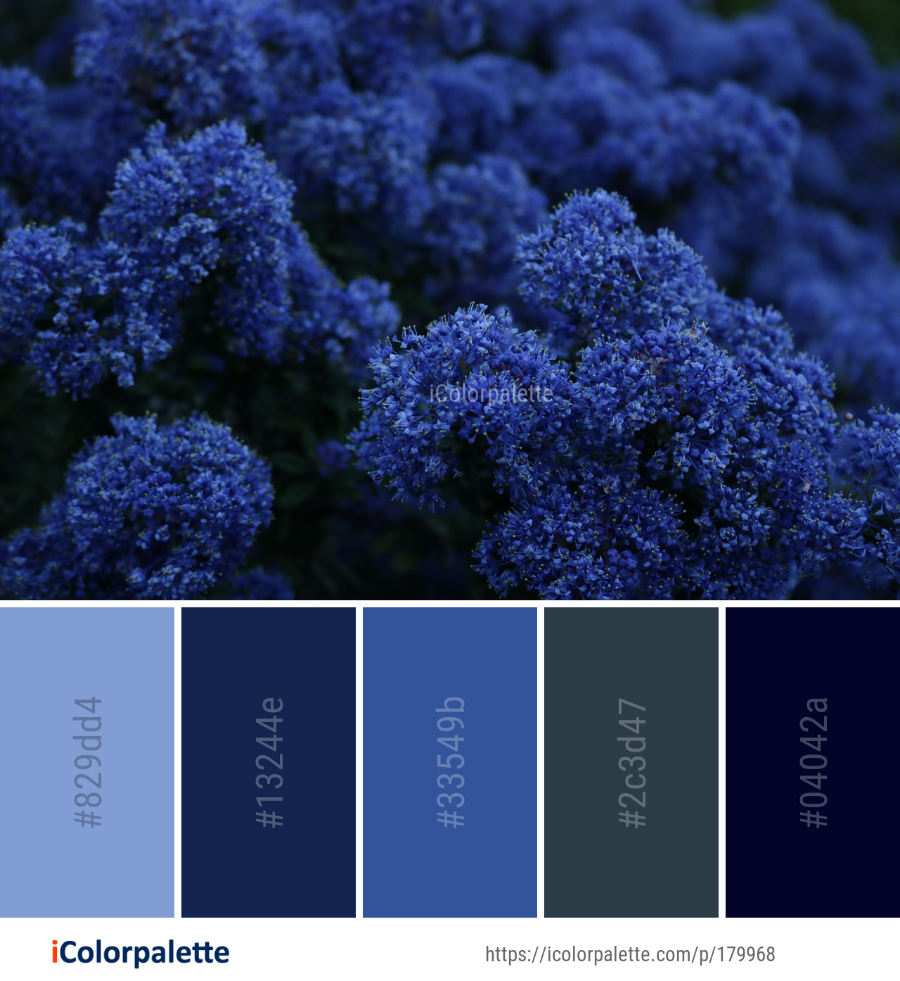 Color Palette Ideas from Blue Lilac Purple Image | iColorpalette