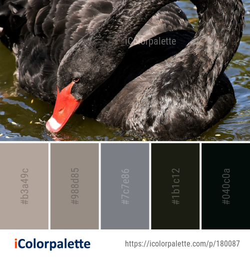 17 Black Swan Color Palette ideas in 2025 | iColorpalette