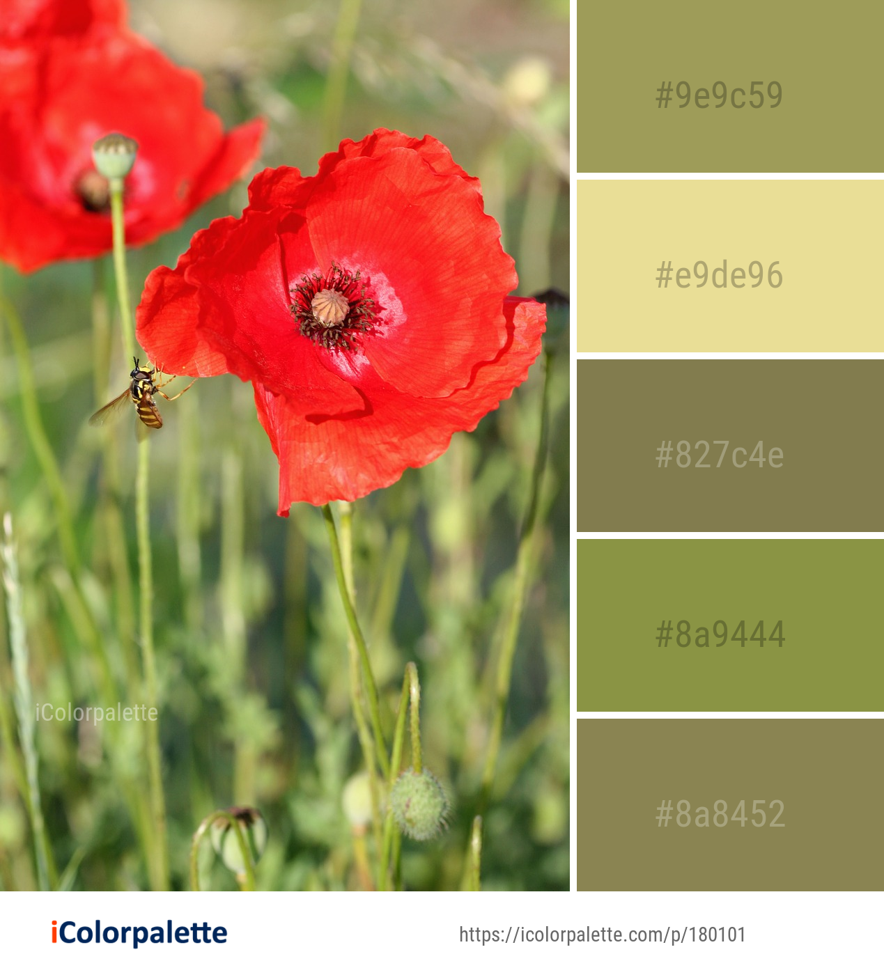 Color Palette Ideas from Flower Wildflower Coquelicot Image | iColorpalette