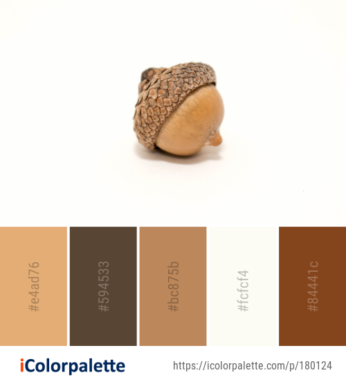Color Palette Ideas from Acorn Nuts & Seeds Nut Image | iColorpalette