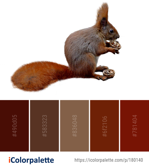 Color Palette Ideas from Squirrel Fauna Mammal Image | iColorpalette