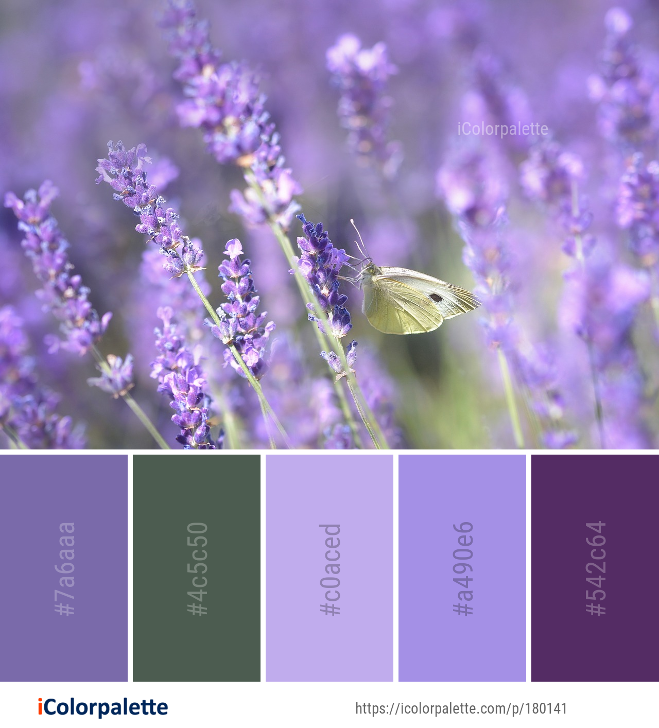 Color Palette Ideas from Lavender English Image | iColorpalette
