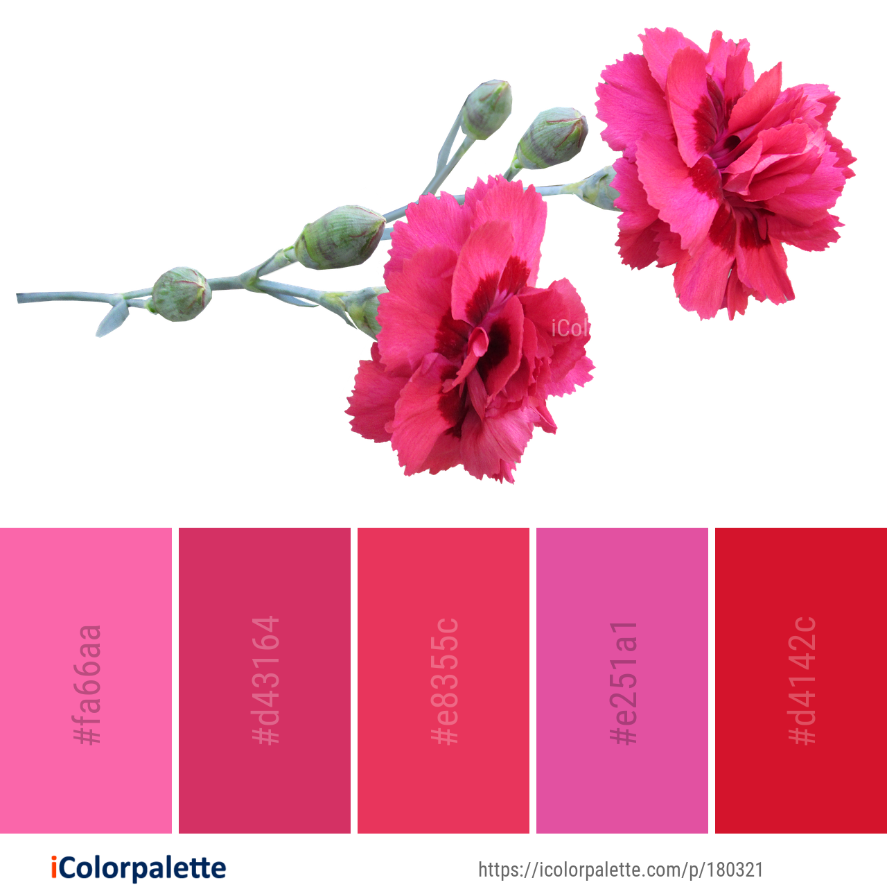 33 Carnation Color Palette ideas in 2025 | iColorpalette
