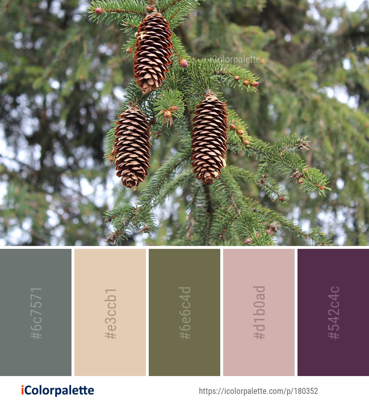 Color Palette Ideas from Tree Pine Family Spruce Image | iColorpalette