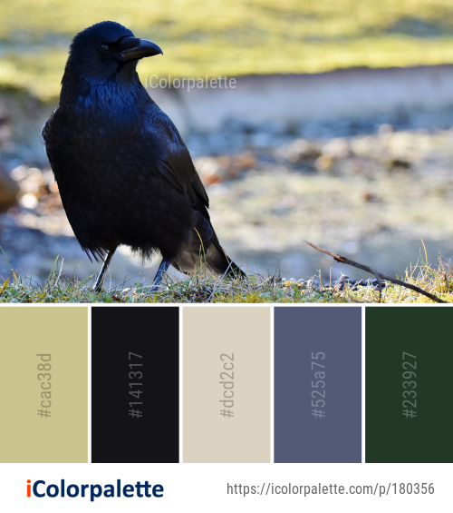 32+ Raven Color Palette ideas in 2025 | iColorPalette