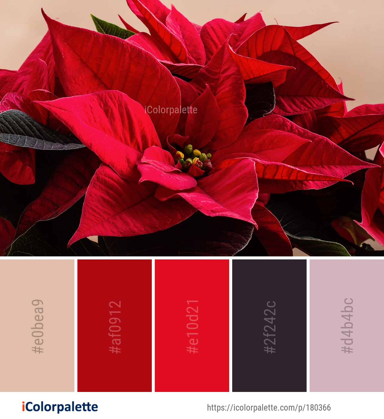 Color Palette Ideas from Flower Red Plant Image | iColorpalette