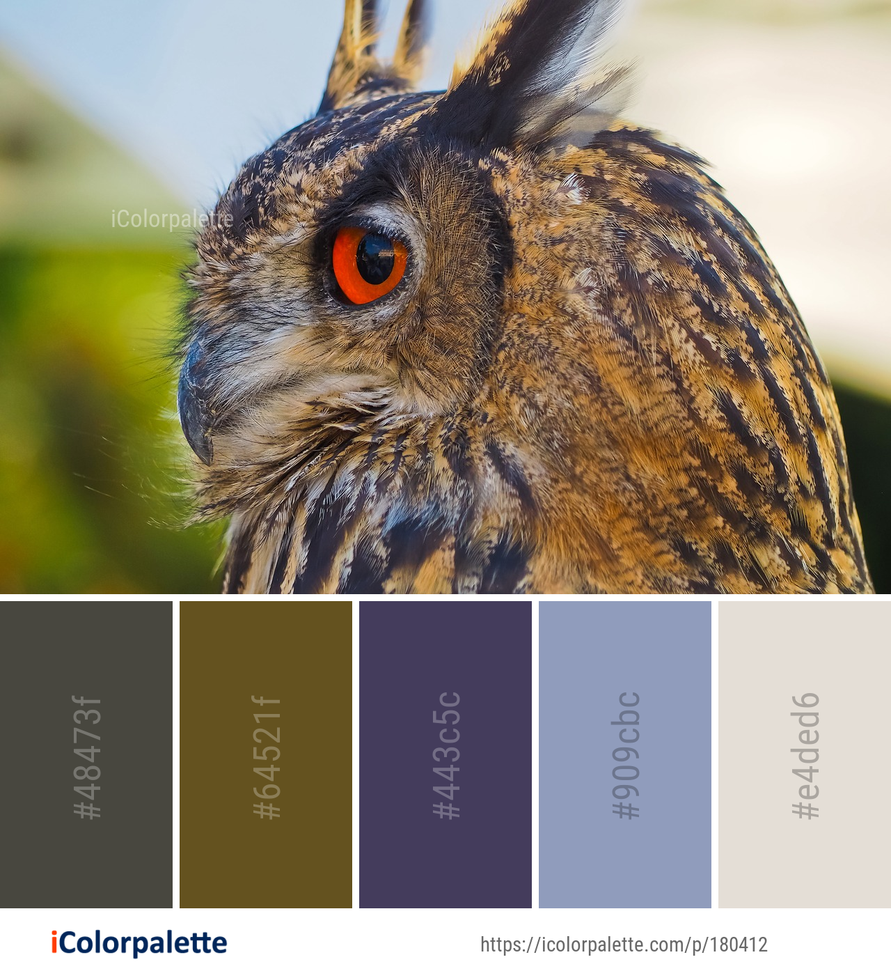 Color Palette Ideas from Owl Beak Fauna Image | iColorpalette