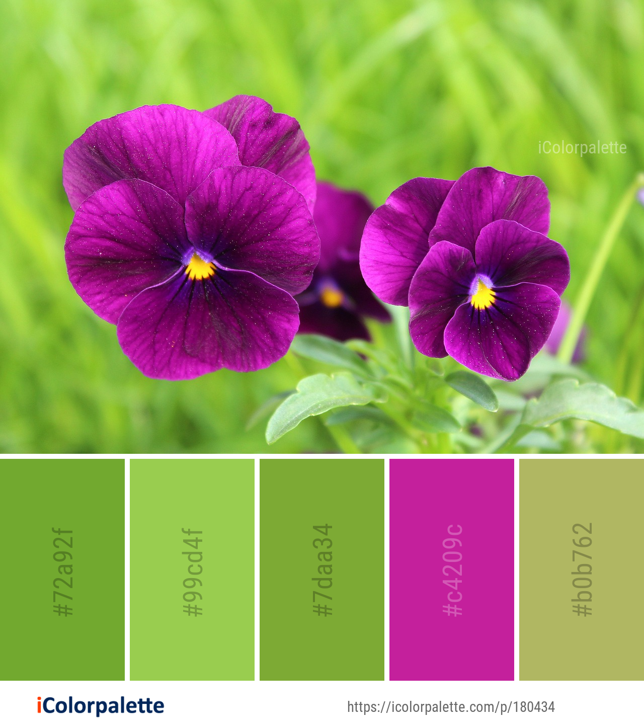 Color Palette Ideas from Flower Plant Pansy Image | iColorpalette