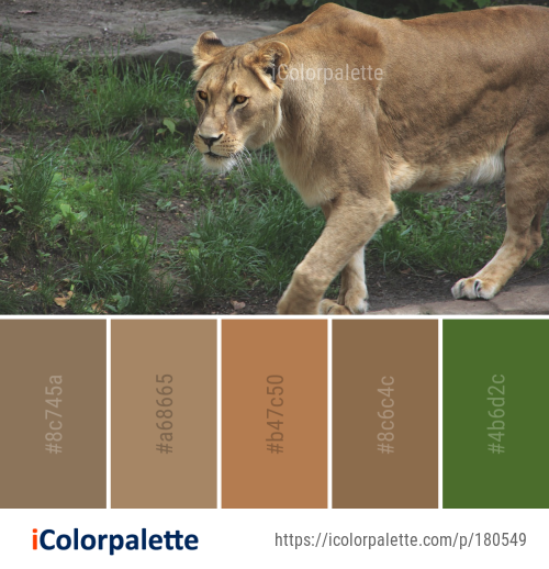 Color Palette Ideas from Wildlife Lion Fauna Image | iColorpalette