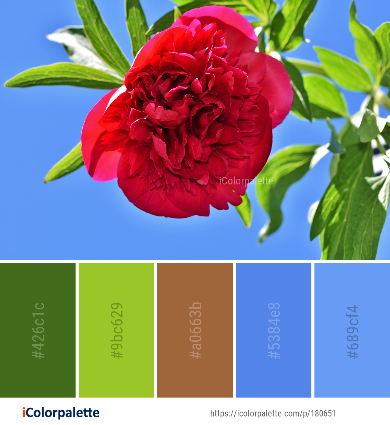 Color Palette Ideas from Flower Plant Red Image | iColorpalette