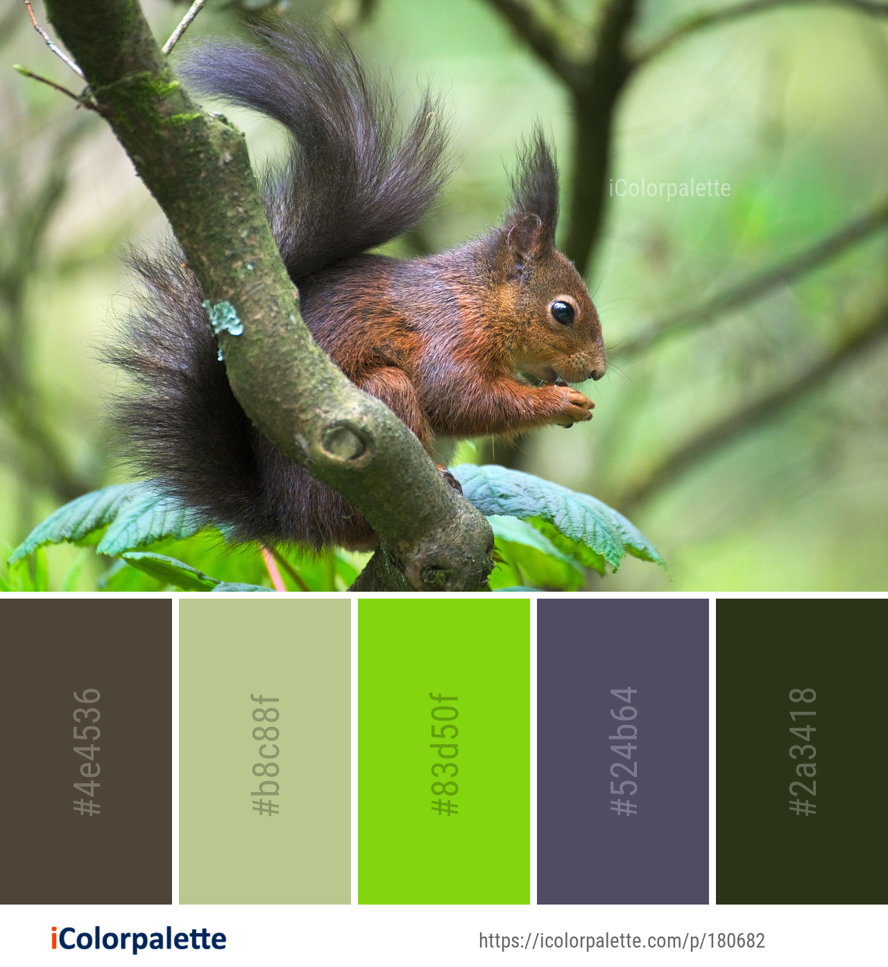 Color Palette Ideas from Squirrel Fauna Mammal Image | iColorpalette