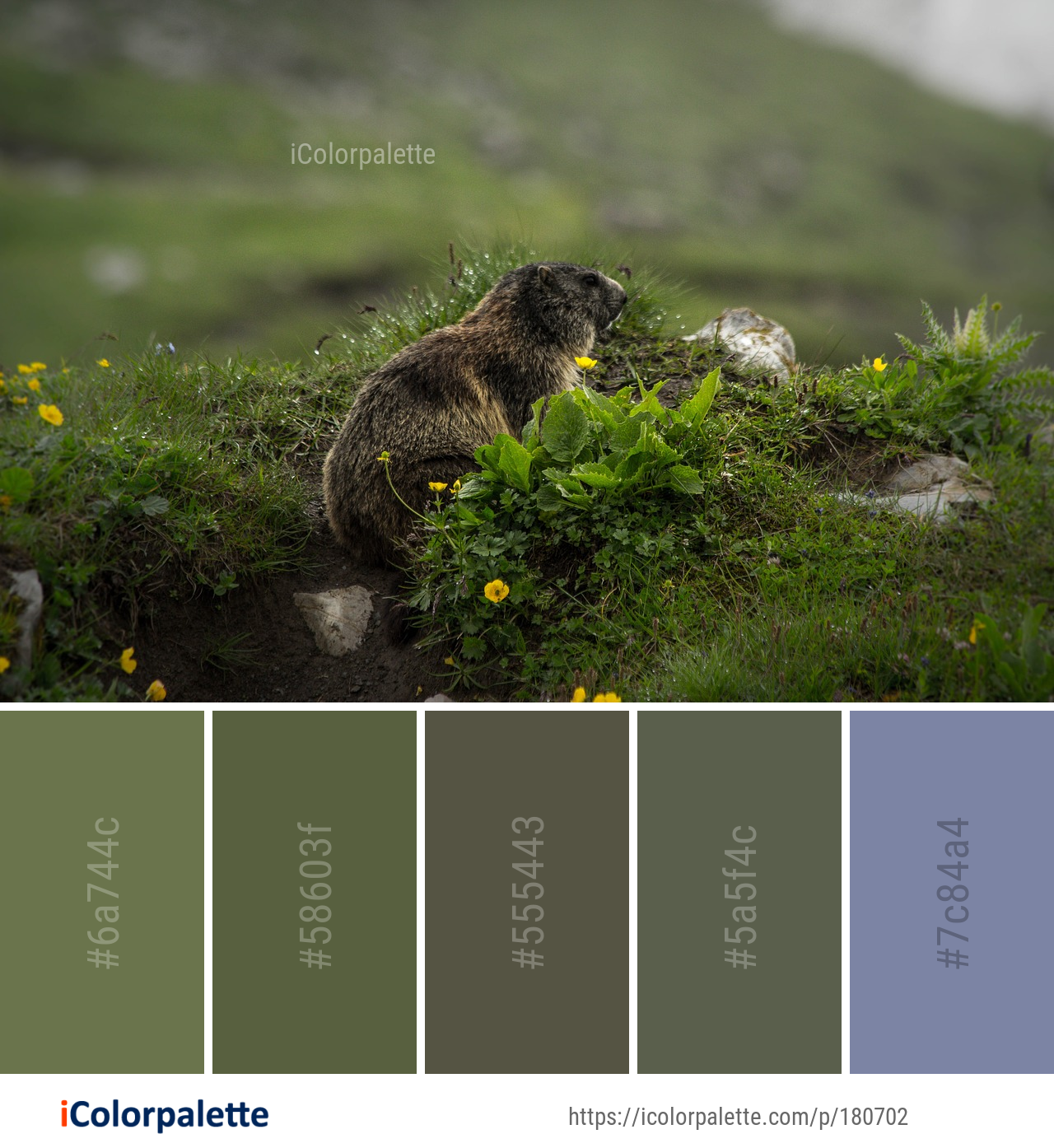 33+ Marmot Color Palette ideas in 2026 | iColorPalette
