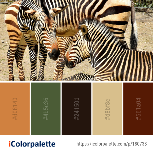Color Palette Ideas from Wildlife Zebra Terrestrial Animal Image ...