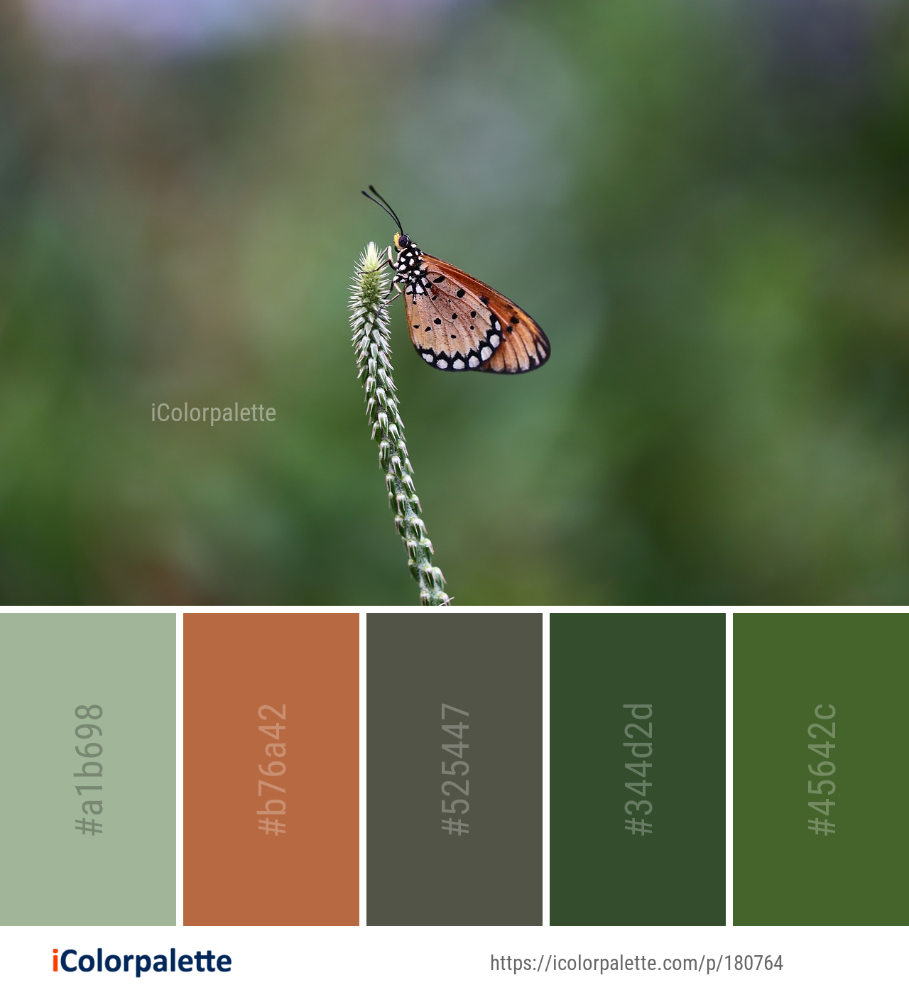Color Palette Ideas from Butterfly Insect Moths And Butterflies Image ...