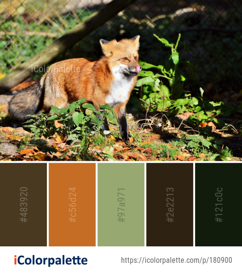 Color Palette Ideas from Fox Wildlife Red Image | iColorpalette