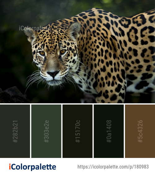 Jaguar Color Chart 2024 Jaguar XF Colors & Wheel Options | Lake Bluff,