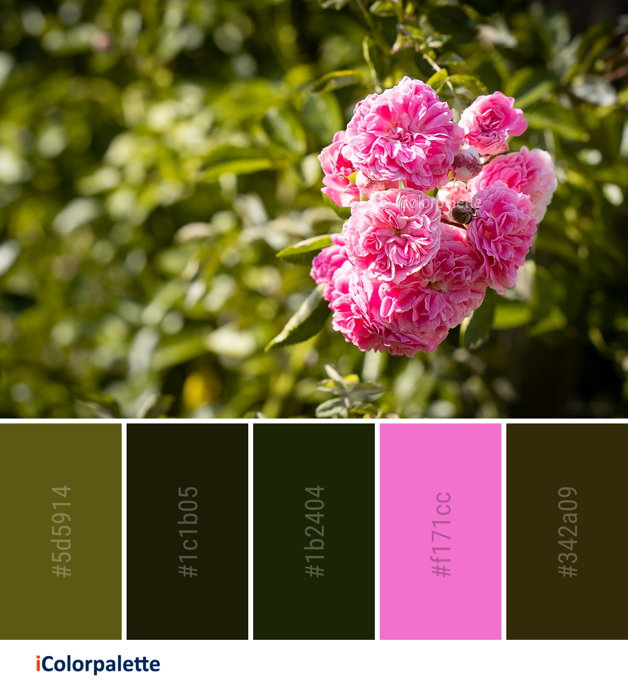 Color Palette Ideas from Flower Pink Plant Image | iColorpalette