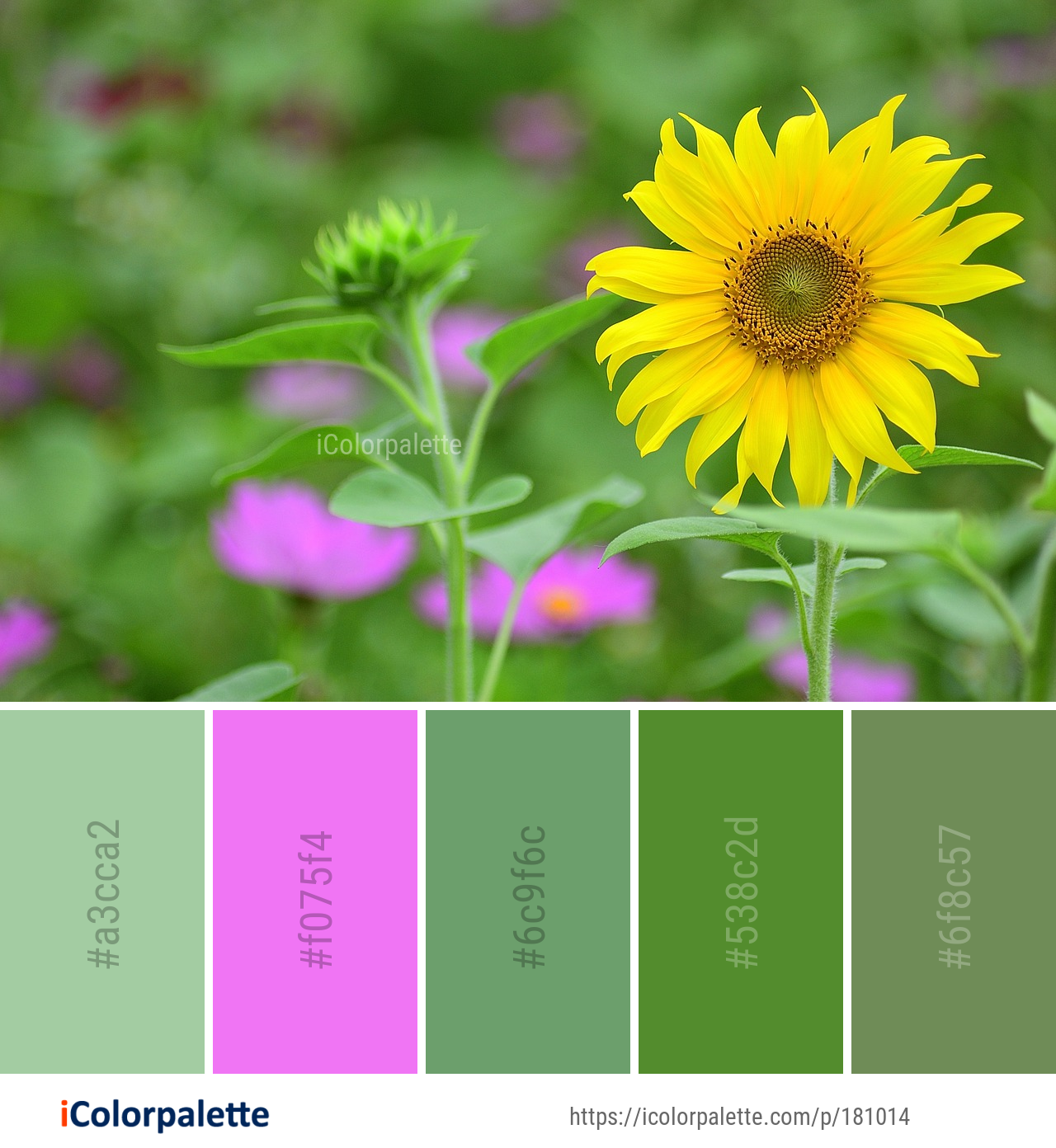 Color Palette Ideas from Flower Wildflower Plant Image | iColorpalette