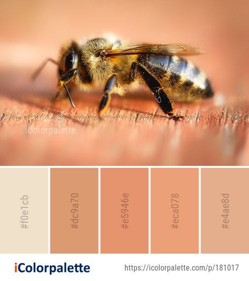 Color Palette Ideas from Insect Honey Bee Image | iColorpalette