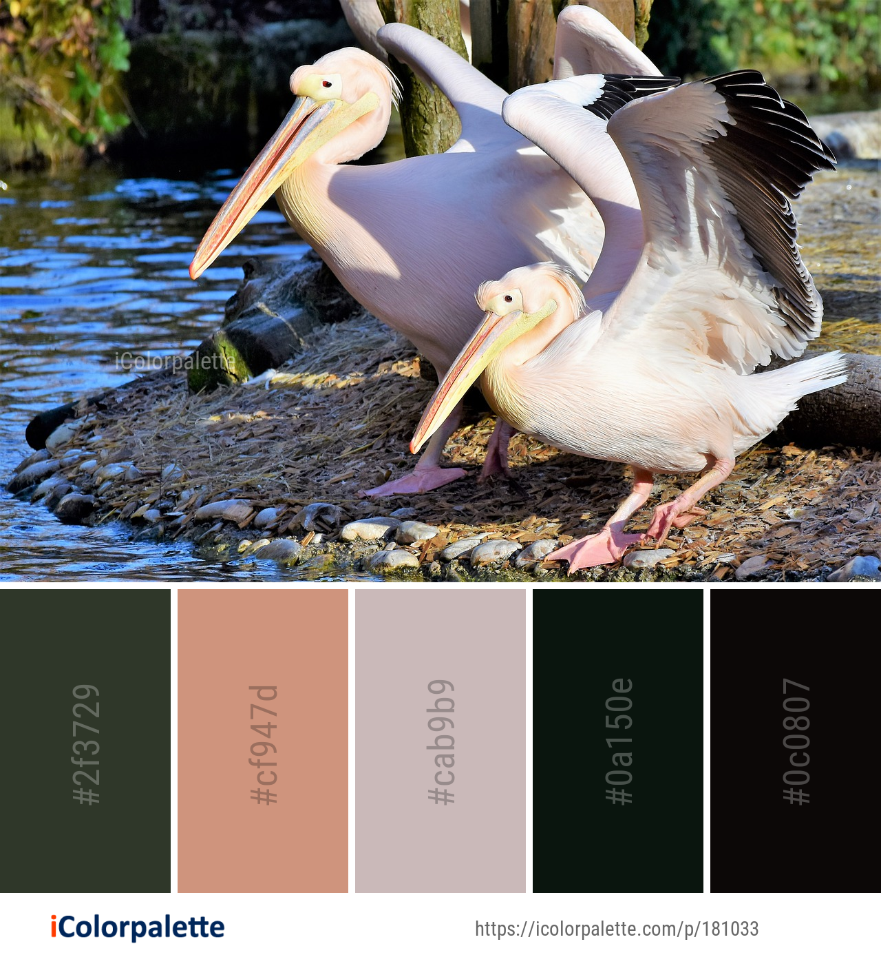 Color Palette Ideas from Pelican Bird Beak Image | iColorpalette