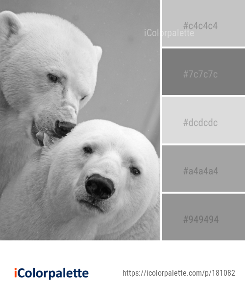 Color Palette Ideas from Polar Bear White Black And Image | iColorpalette