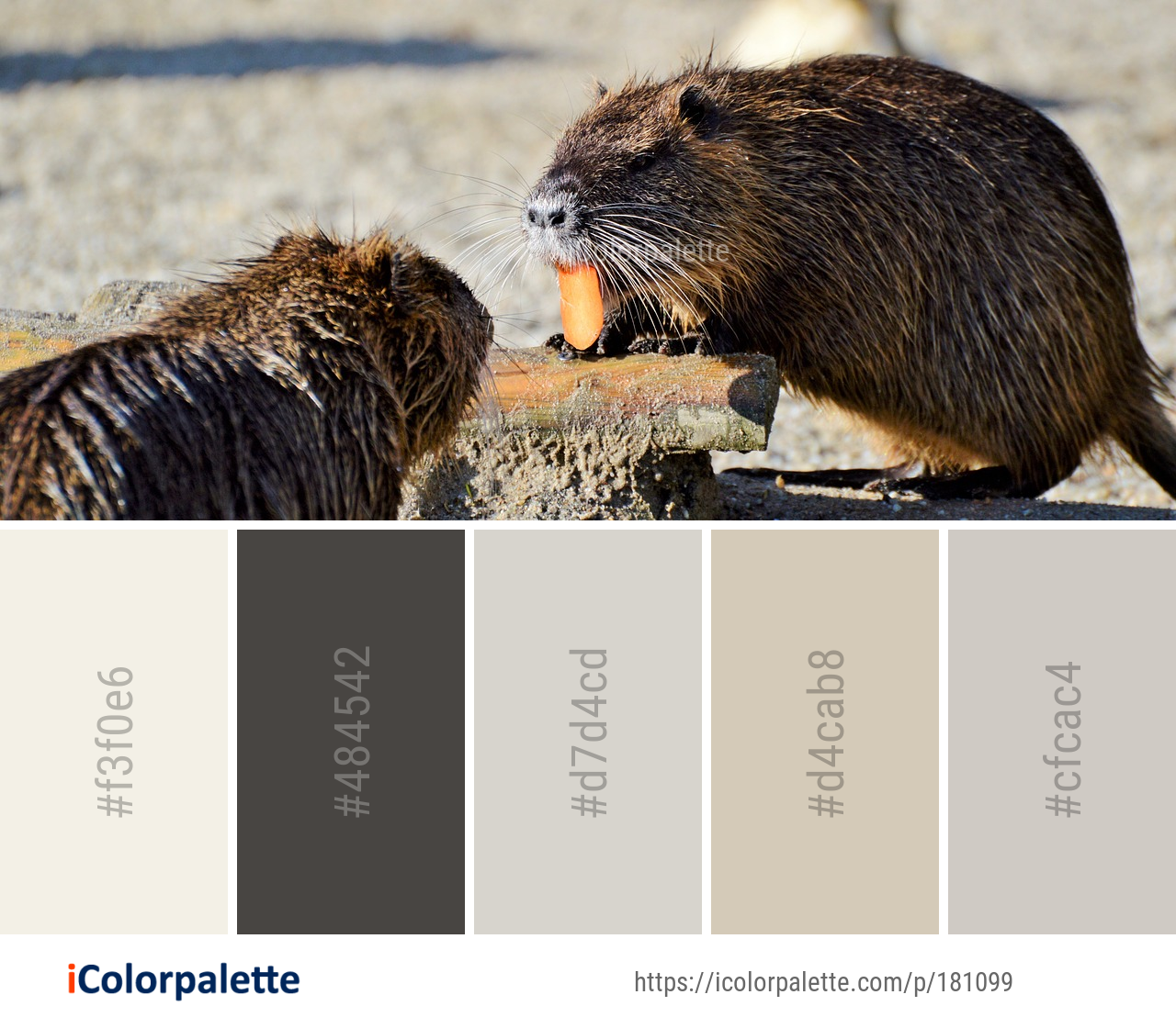 Color Palette Ideas from Beaver Mammal Fauna Image | iColorpalette