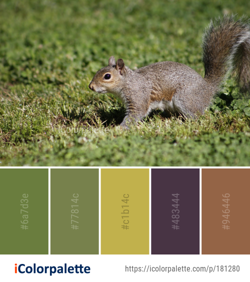 Color Palette Ideas from Squirrel Fauna Mammal Image | iColorpalette