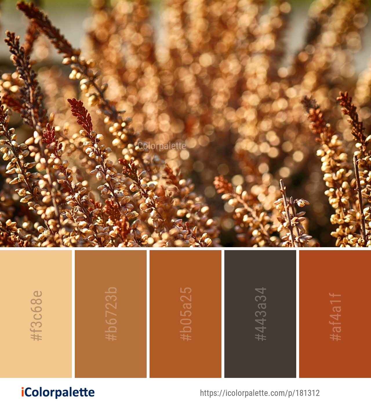 Color Palette Ideas from Close Up Macro Photography Branch Image ...