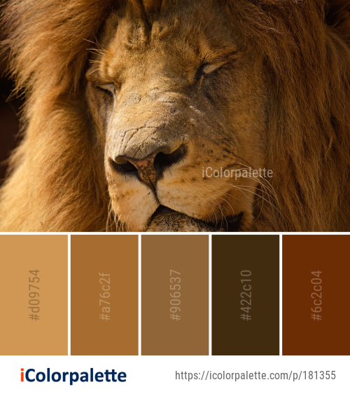 Color Palette Ideas from Wildlife Hair Lion Image | iColorpalette