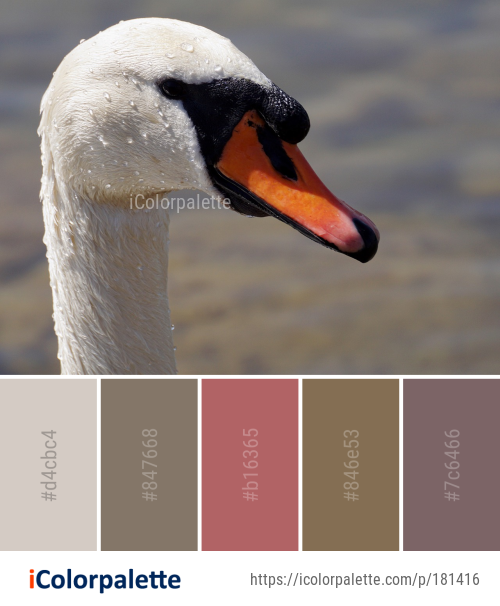 Color Palette Ideas from Beak Bird Swan Image | iColorpalette