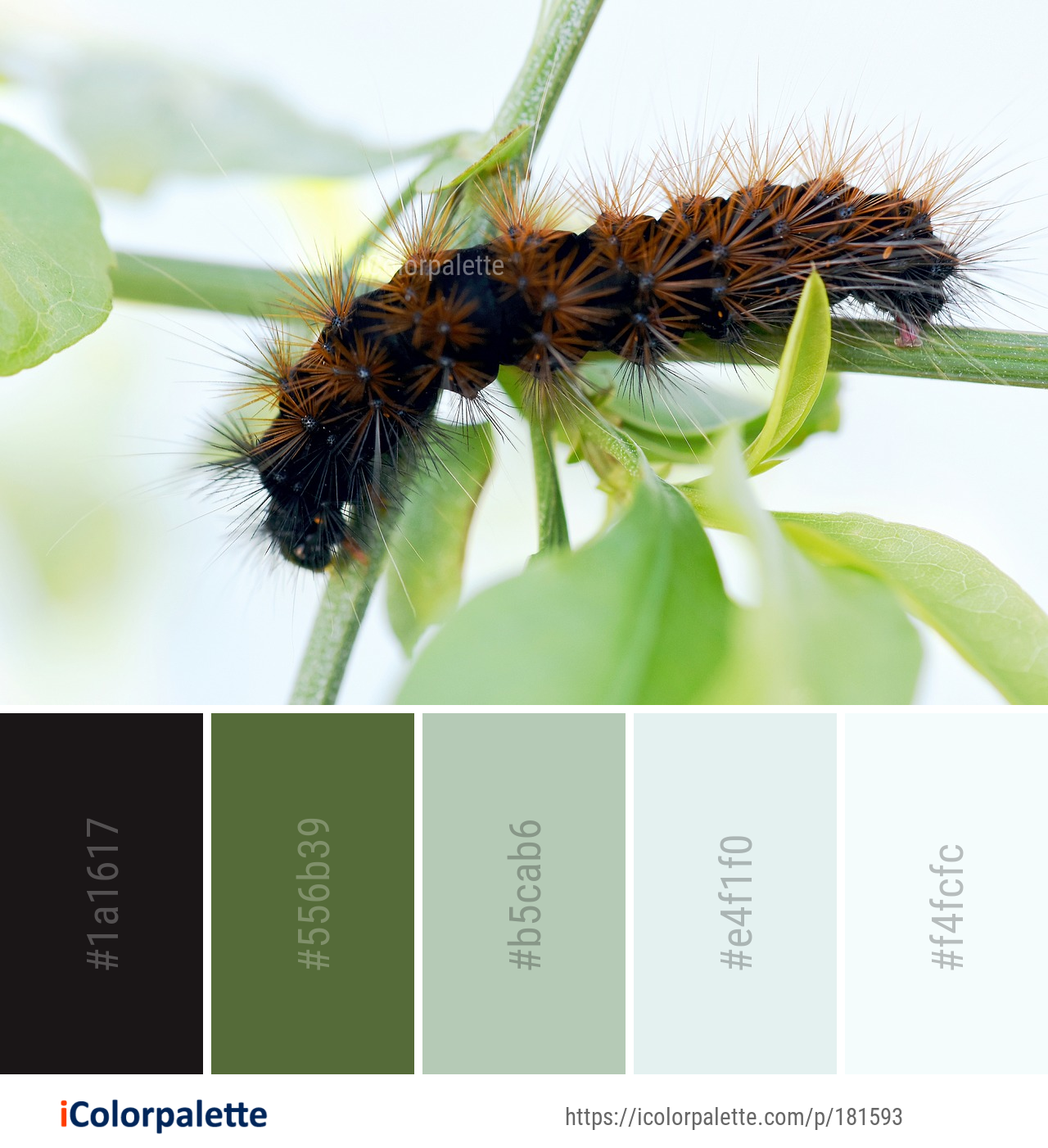 Color Palette Ideas from Caterpillar Insect Larva Image | iColorpalette