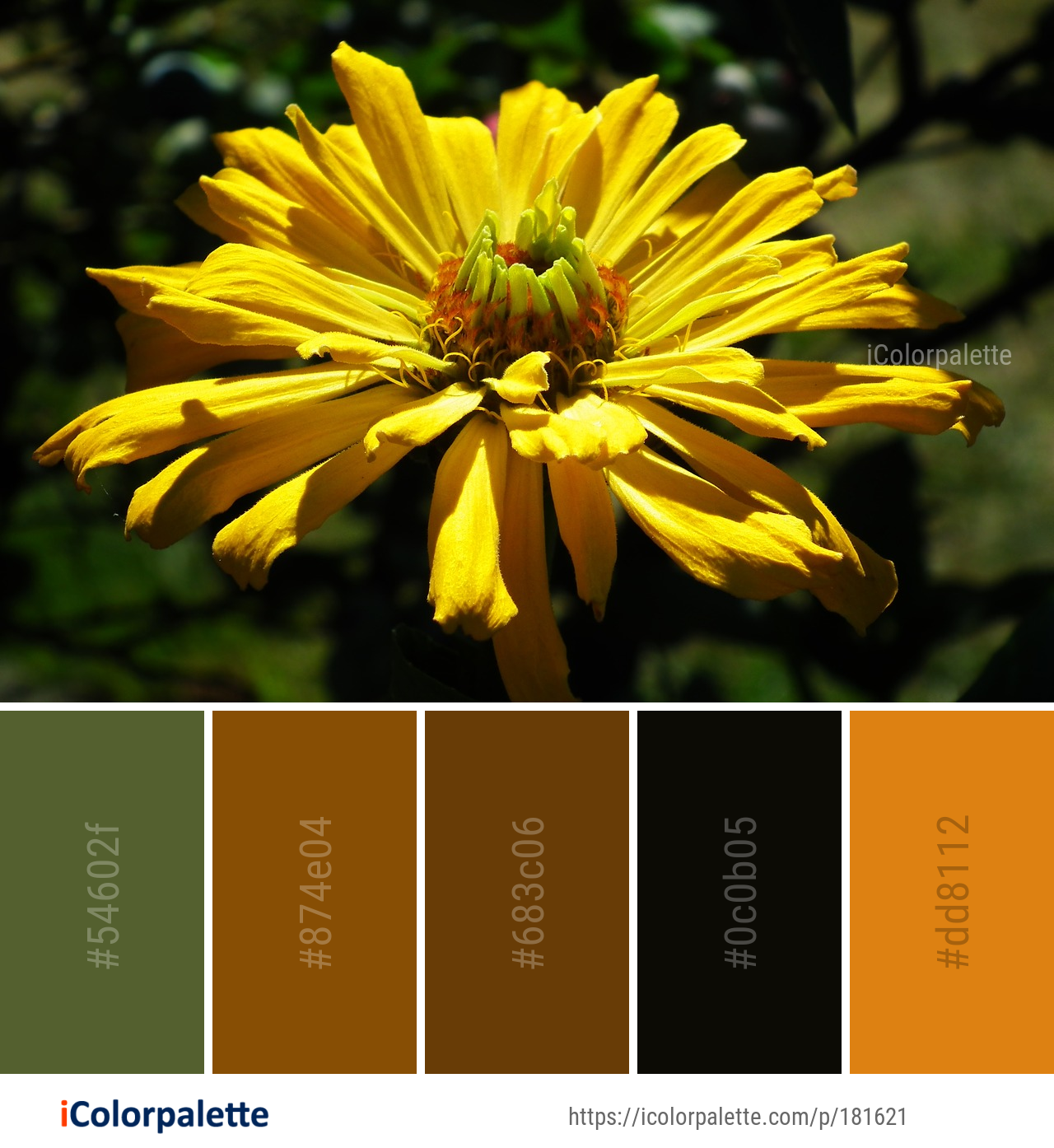 Color Palette Ideas from Flower Yellow Flora Image | iColorpalette
