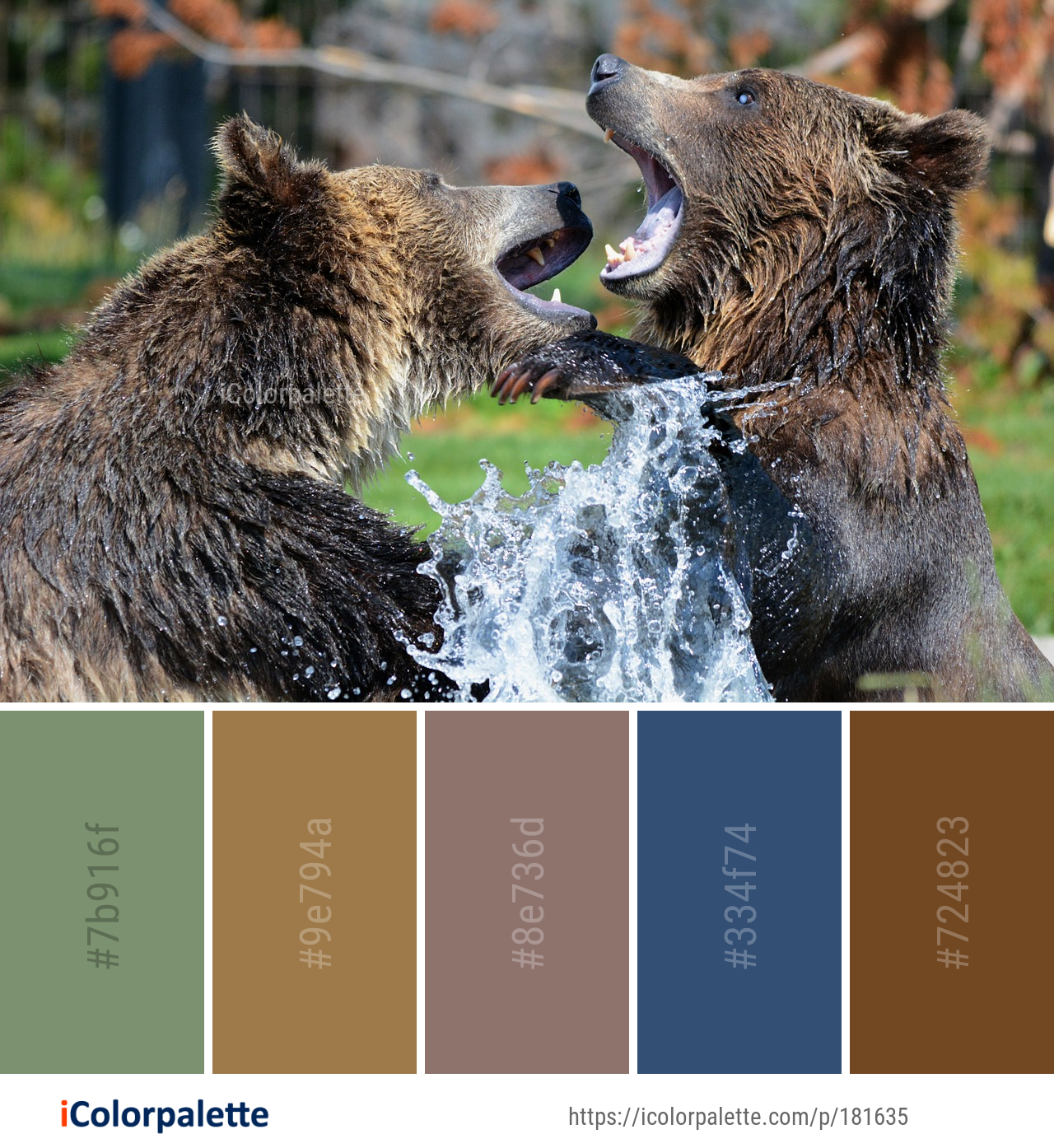 Color Palette Ideas from Brown Bear Grizzly Mammal Image | iColorpalette