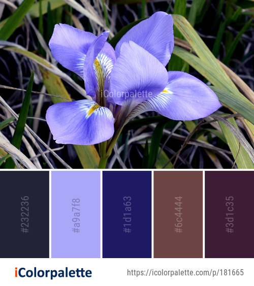 Color Palette Ideas from Flower Plant Flora Image | iColorpalette