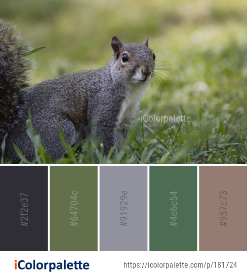 Color Palette Ideas from Squirrel Fauna Mammal Image | iColorpalette