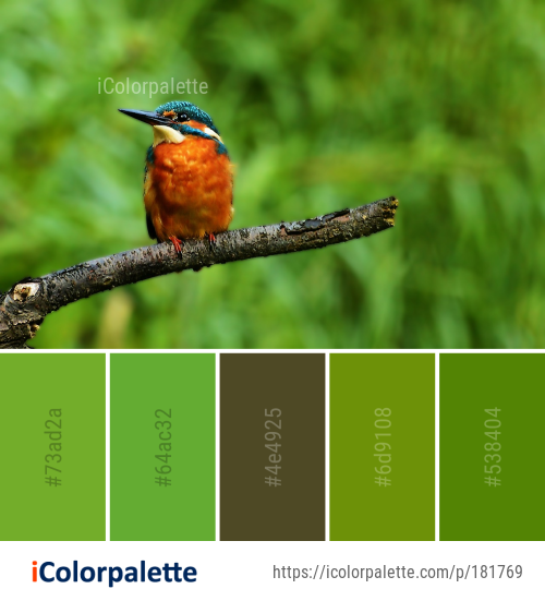 13 Bee Eater Color Palette ideas in 2025 | iColorpalette