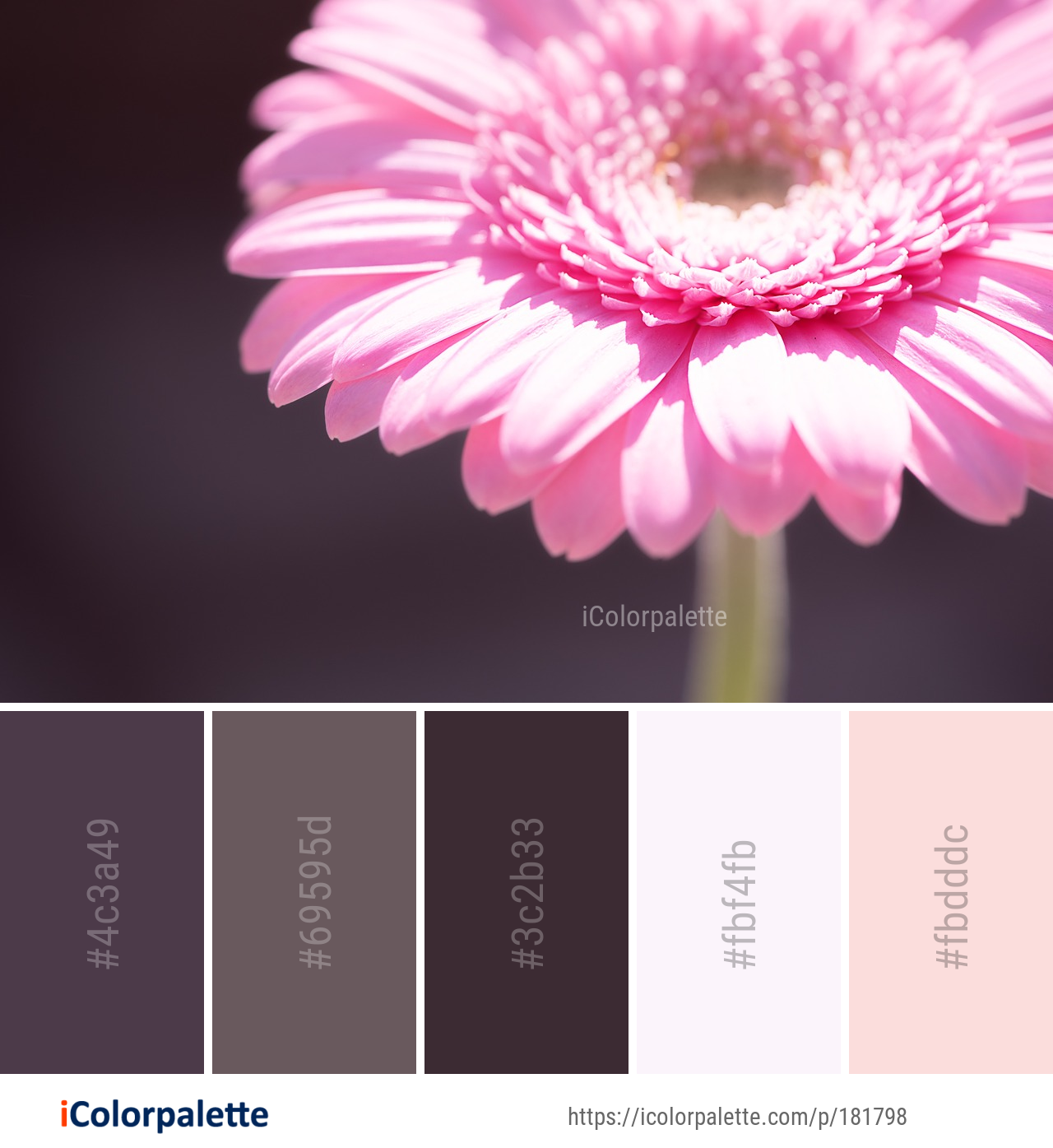 Color Palette Ideas from Flower Pink Flowering Plant Image | iColorpalette