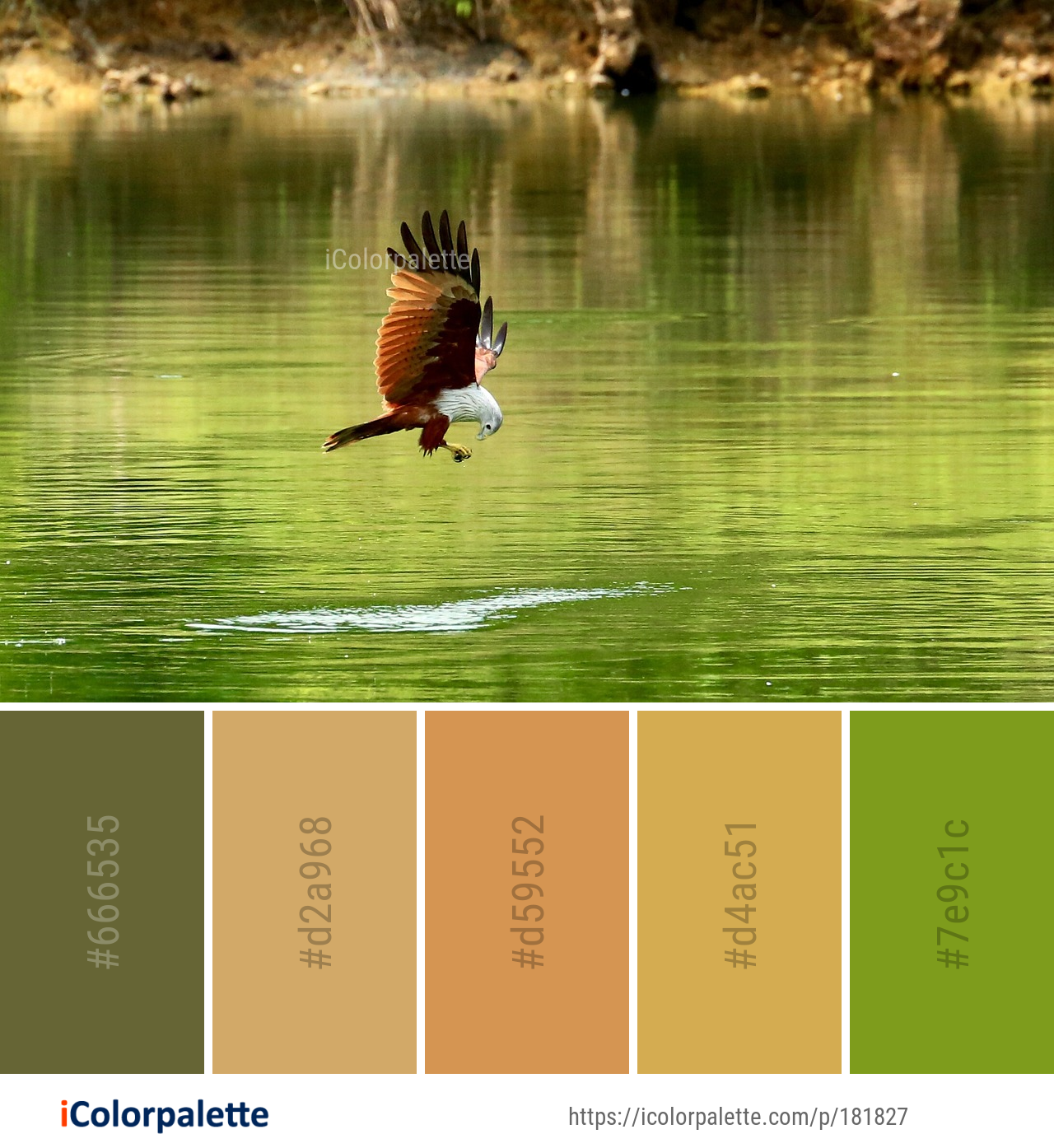 Color Palette Ideas from Water Bird Fauna Image | iColorpalette