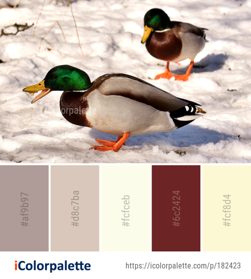 Color Palette Ideas from Duck Bird Mallard Image | iColorpalette