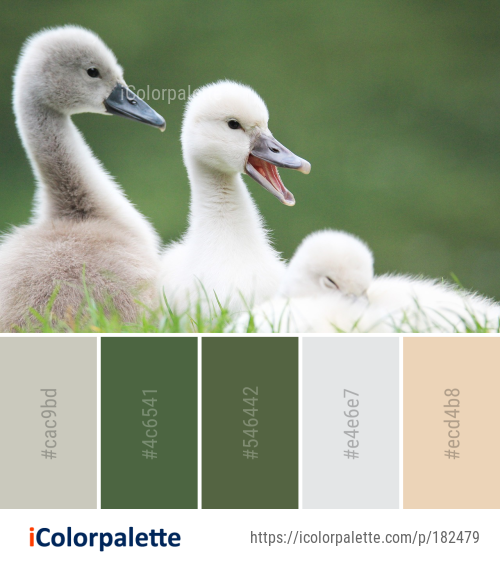 Color Palette Ideas from Bird Water Swan Image | iColorpalette