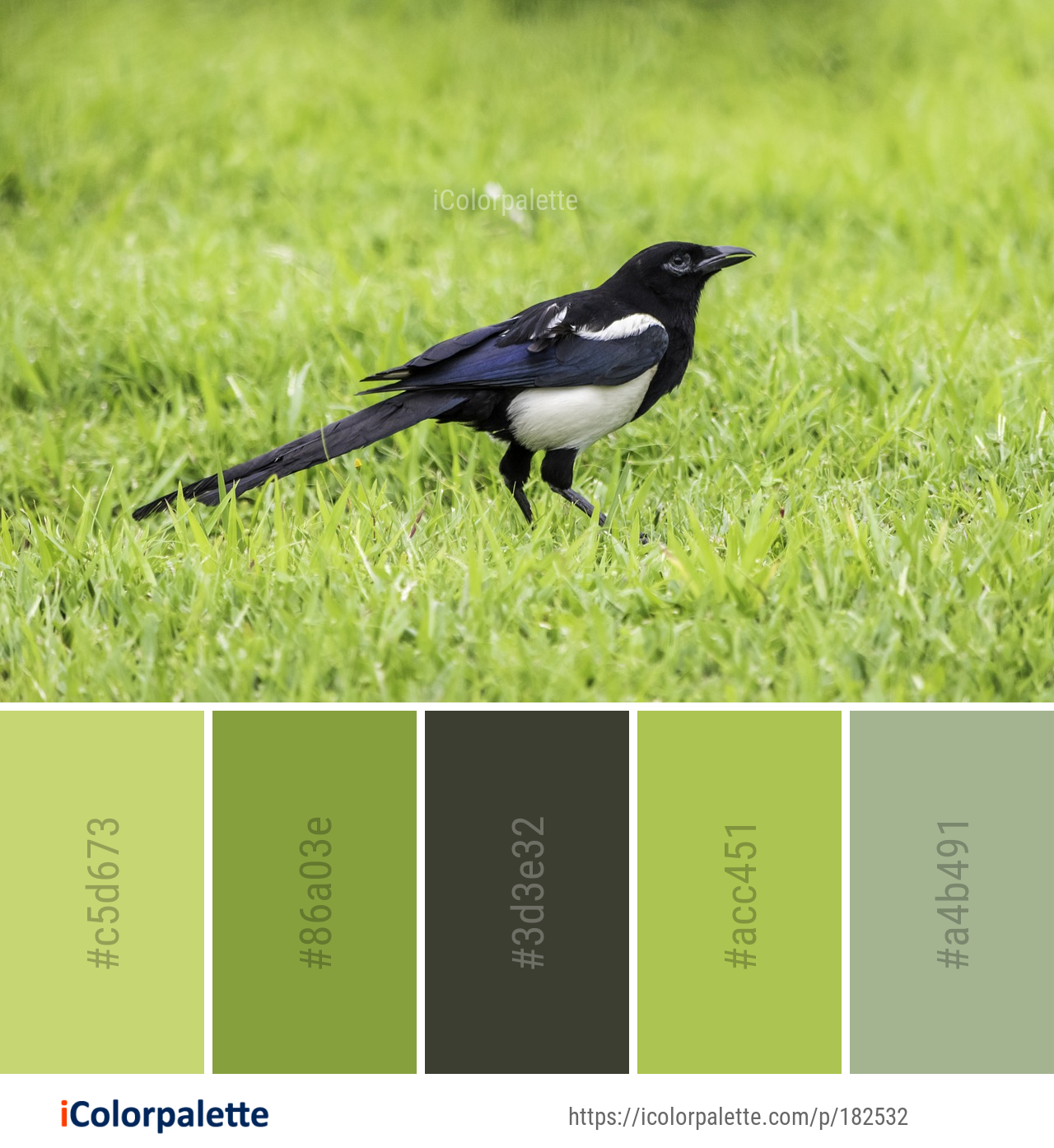 9+ Eurasian Magpie Color Palette ideas in 2025 | iColorPalette