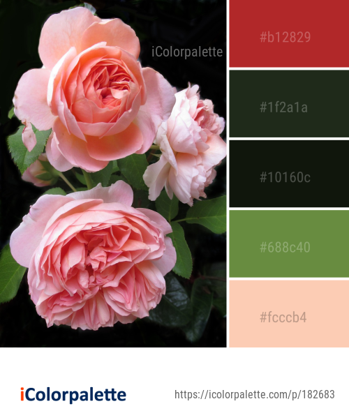 Color Palette Ideas from Rose Flower Family Image | iColorpalette