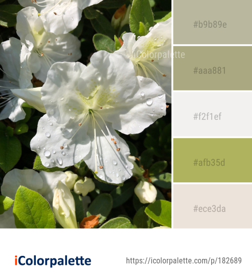 Color Palette Ideas from Flower White Plant Image | iColorpalette