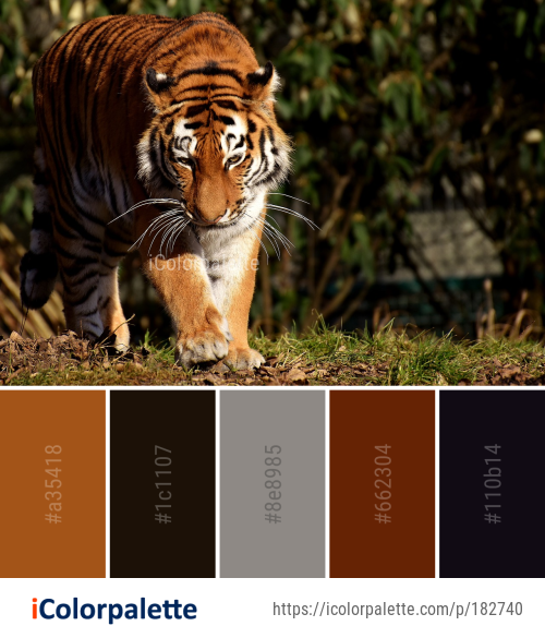 Color Palette Ideas from Wildlife Tiger Terrestrial Animal Image ...