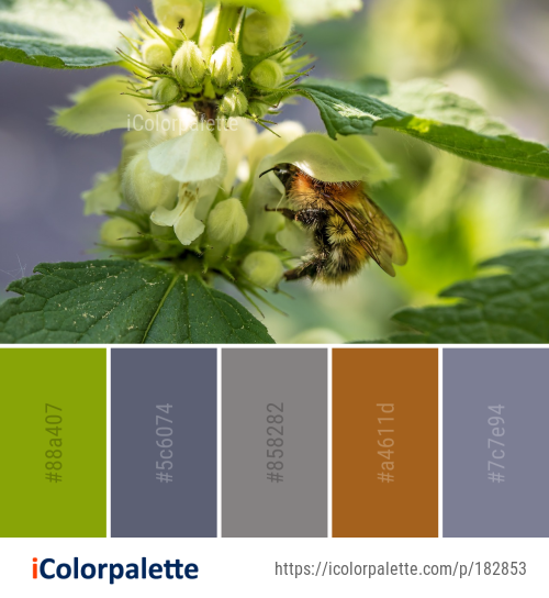 Color Palette Ideas from Insect Bee Bumblebee Image | iColorpalette