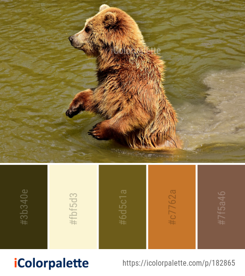 Color Palette Ideas from Brown Bear Grizzly Mammal Image | iColorpalette